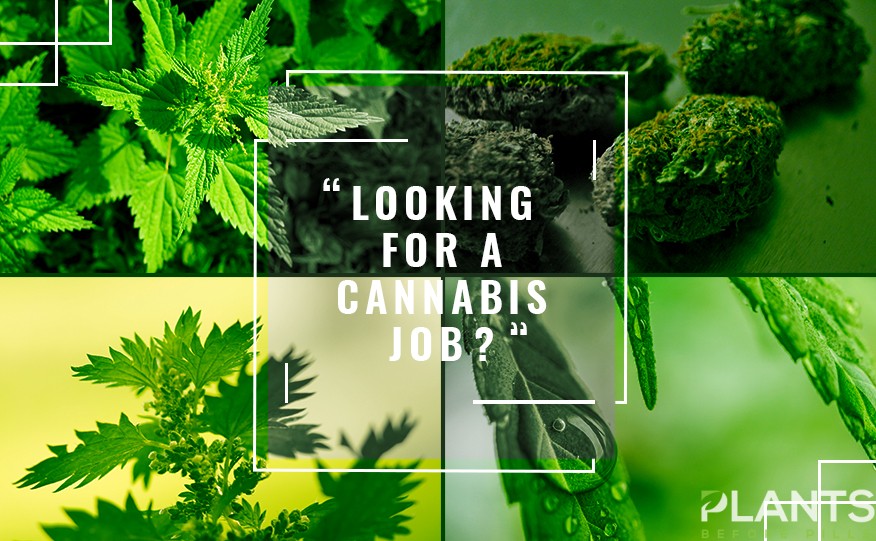 Cannabis Dispensaries Jobs, Career Tips | Employment