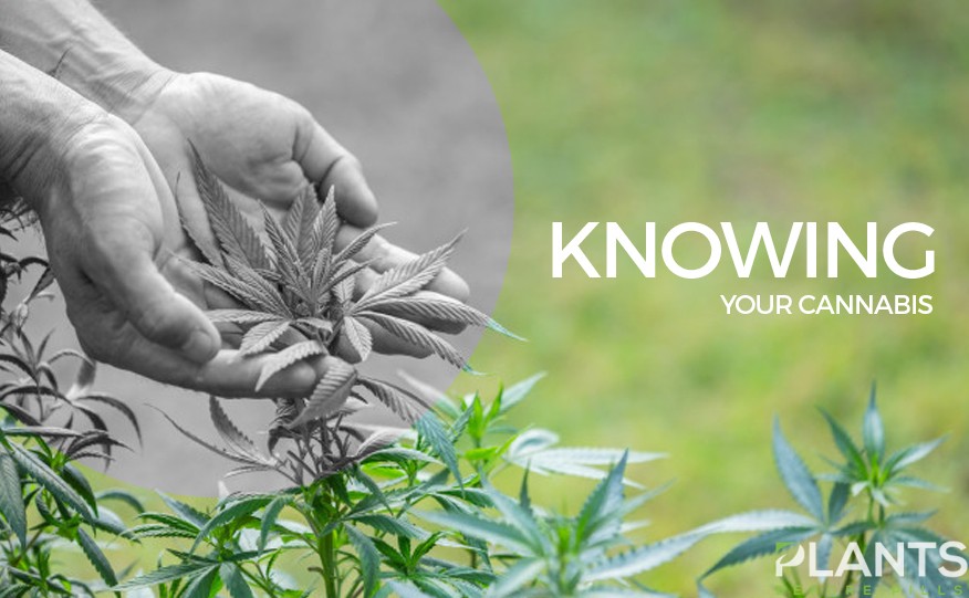 Knowing Cannabis - Marijuana vs Hemp | Plants Before Pills