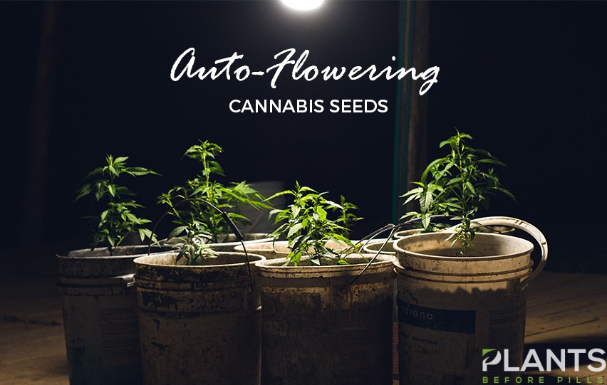 7 Benefits of Auto-Flowering Cannabis Seeds - Plants Before Pills