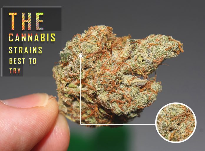 Best Cannabis Strains to Try this 2019 | Plants Before Pills