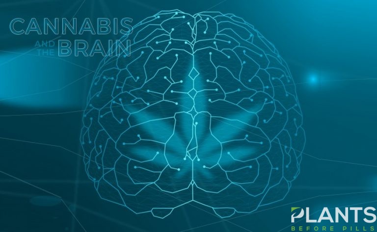 How Cannabis Affects the Human's Brain - Plants Before Pills
