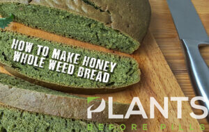 5 Horror Movies to Match with CBD Snacks | Plants Before Pills